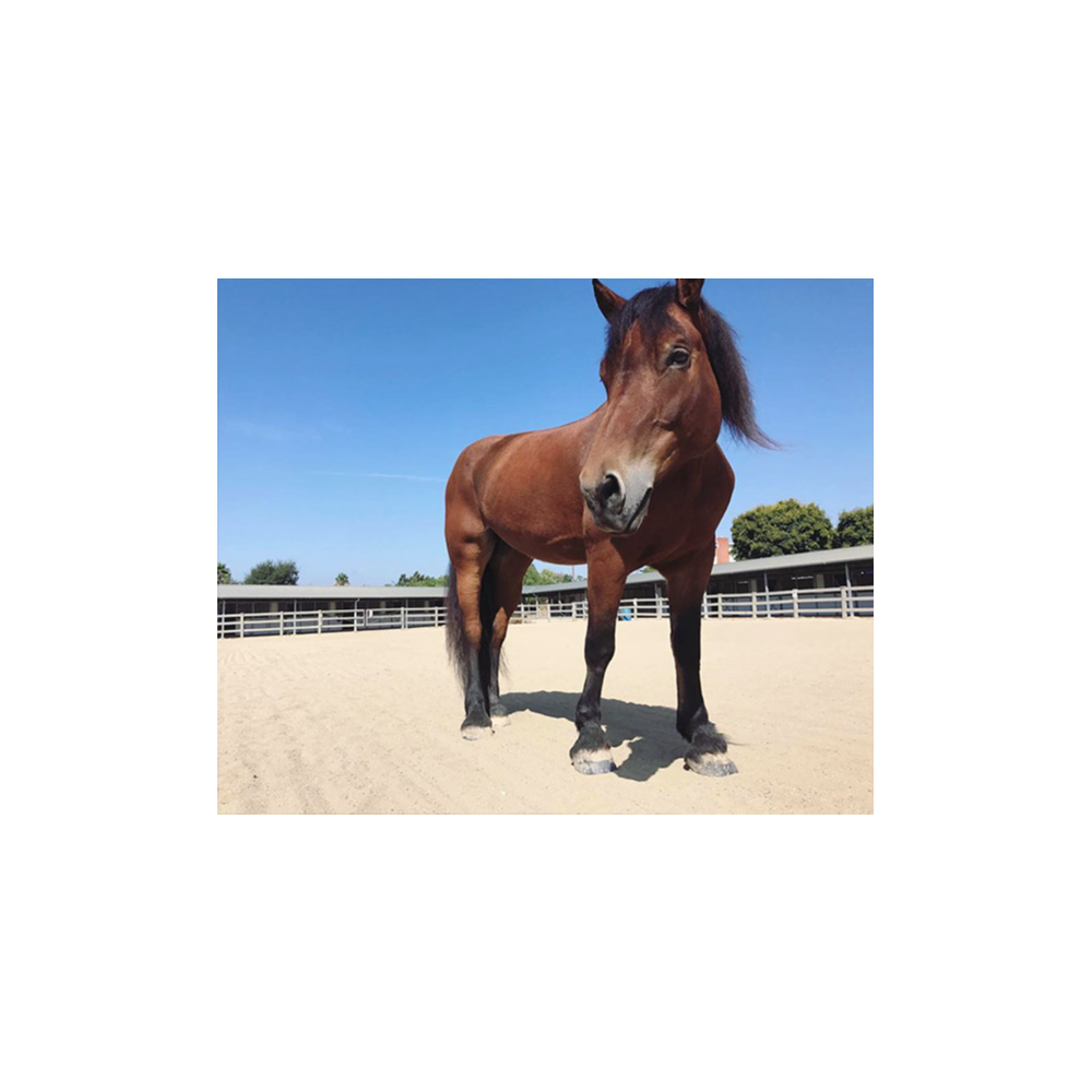 BiddingOwl - Vista Innovation and Design Academy PTA Auction